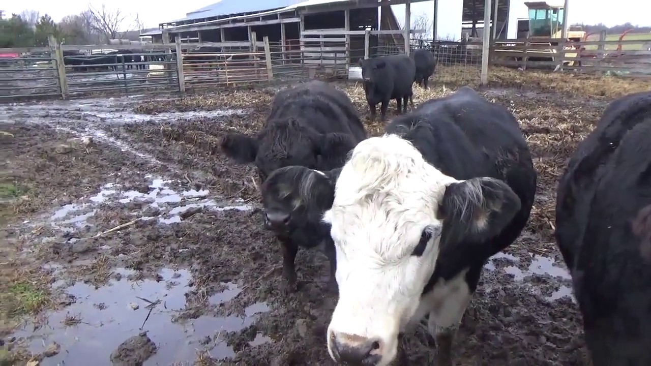 Electric wire in the cow lot and calf / steer lot. More Power! - YouTube