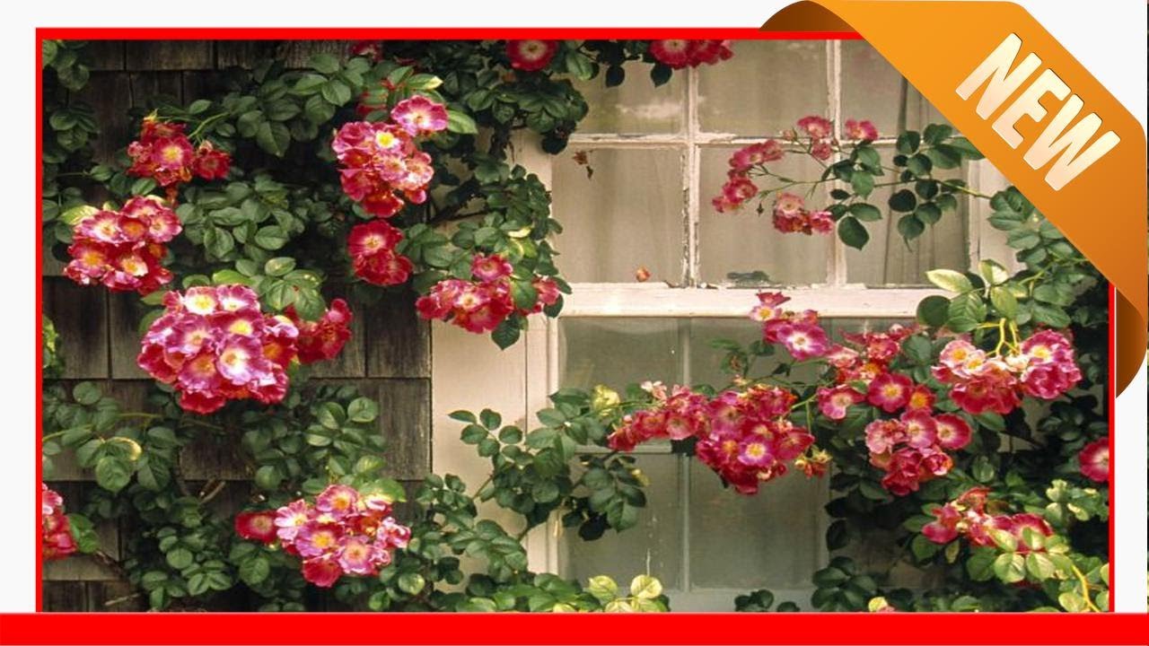 Fun Facts About Roses - Things You Didn'T Know About Roses - YouTube