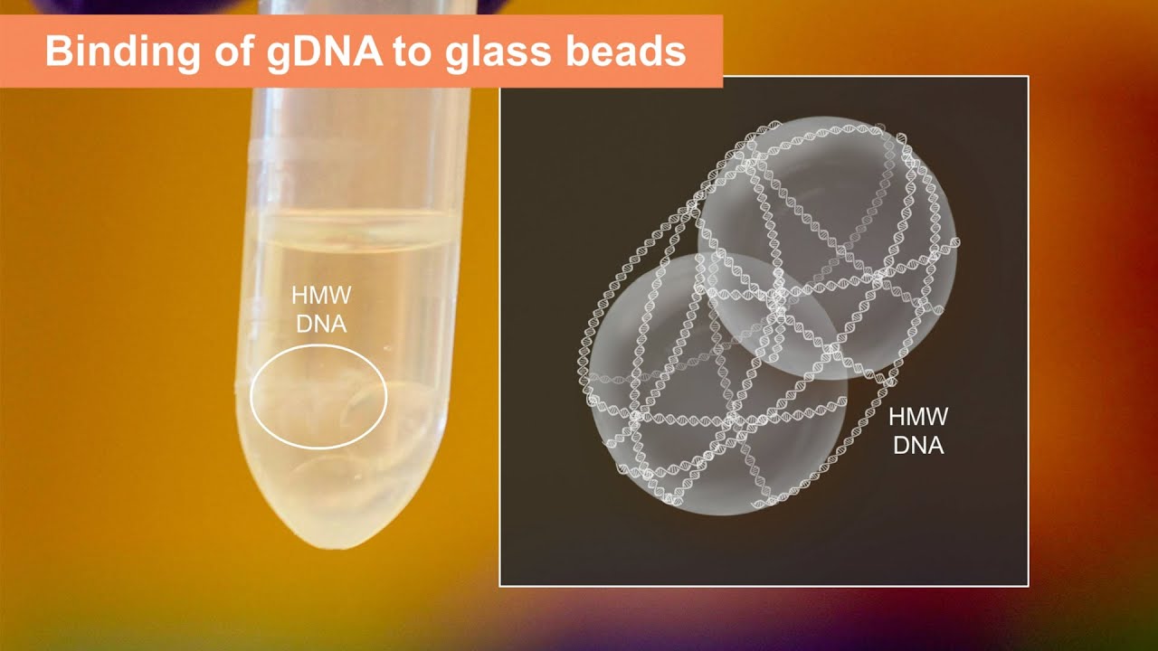 Overview of HMW DNA Extraction using the Monarch for Cells and Blood ...