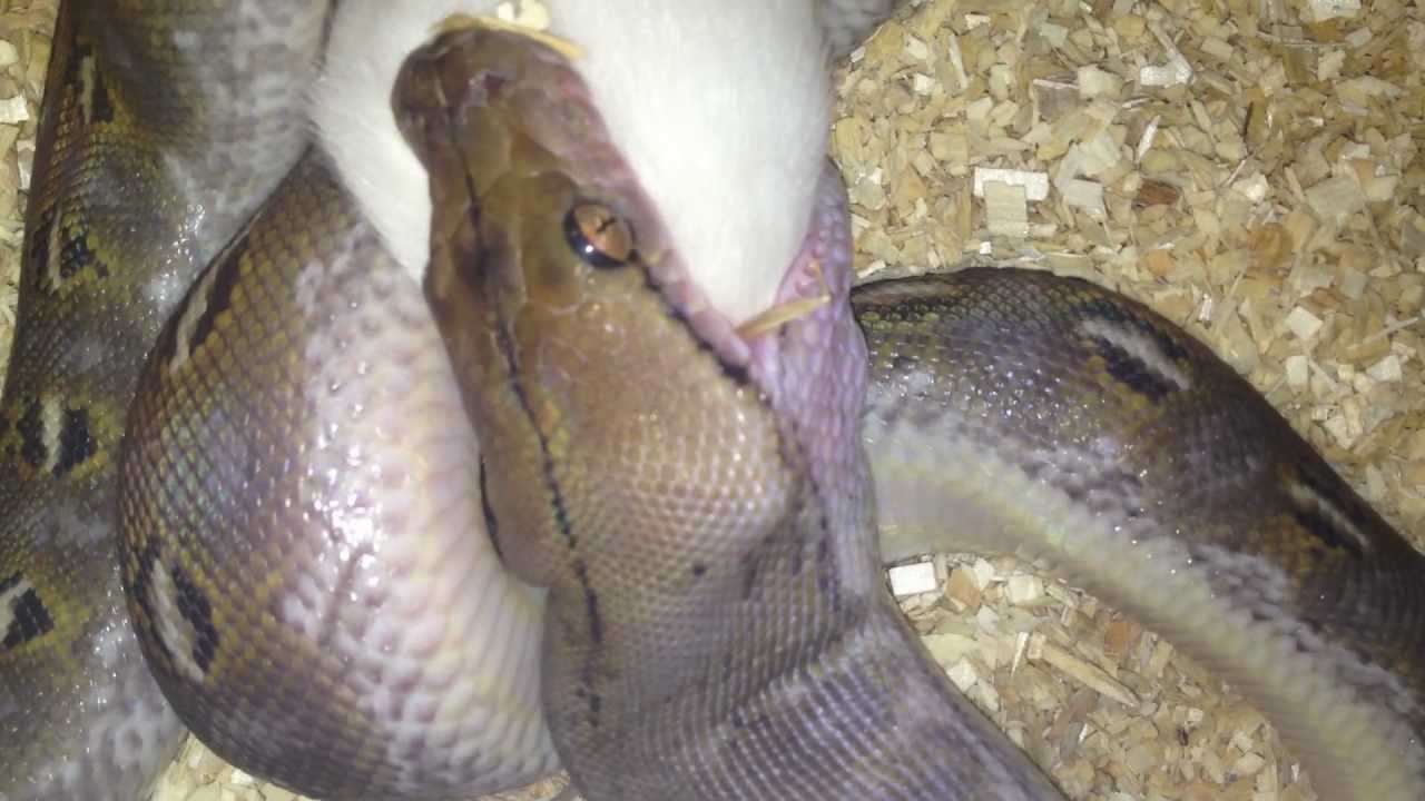 SD Reticulated Python Feeding - YouTube