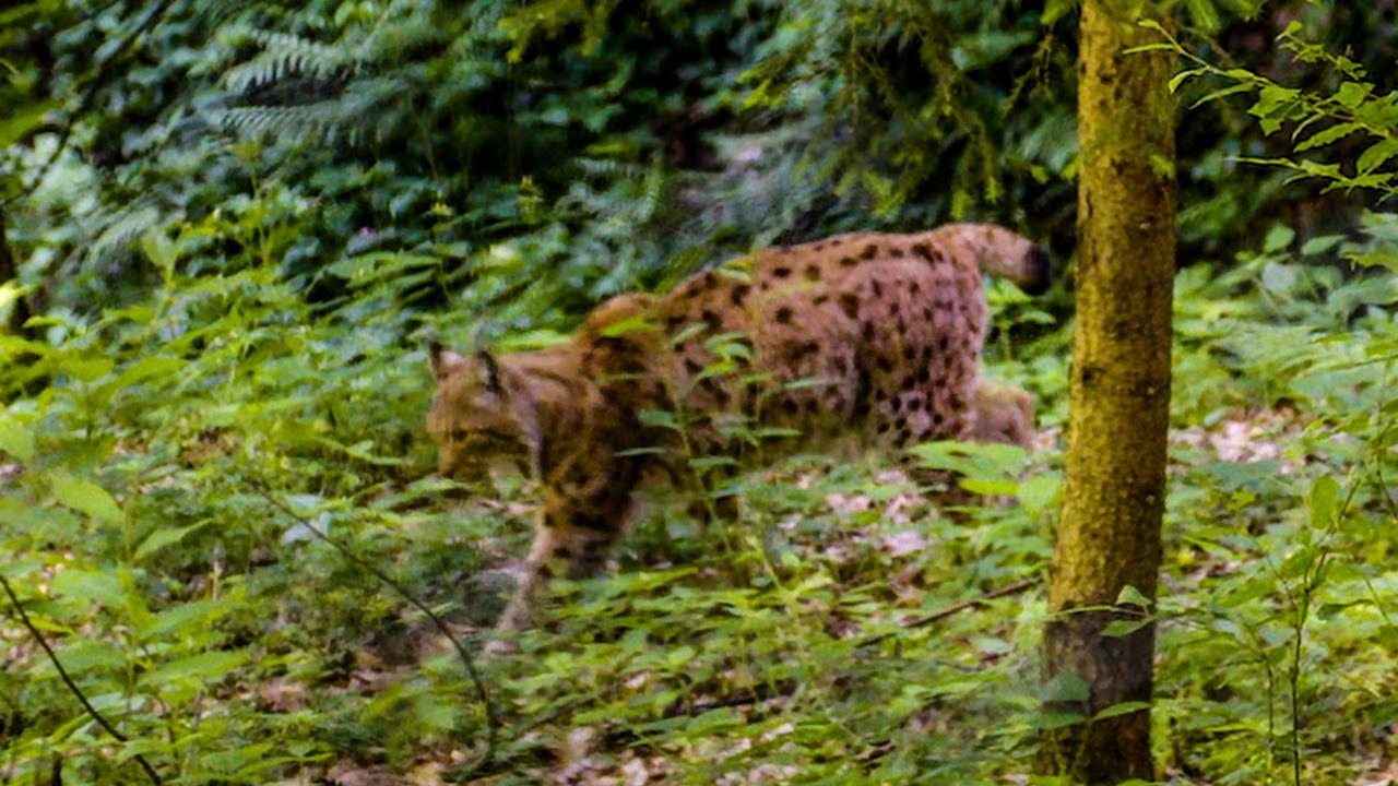 Eurasian Lynx - Sony FX30 + Tamron 17-70 f2.8 May 2024 4K - YouTube