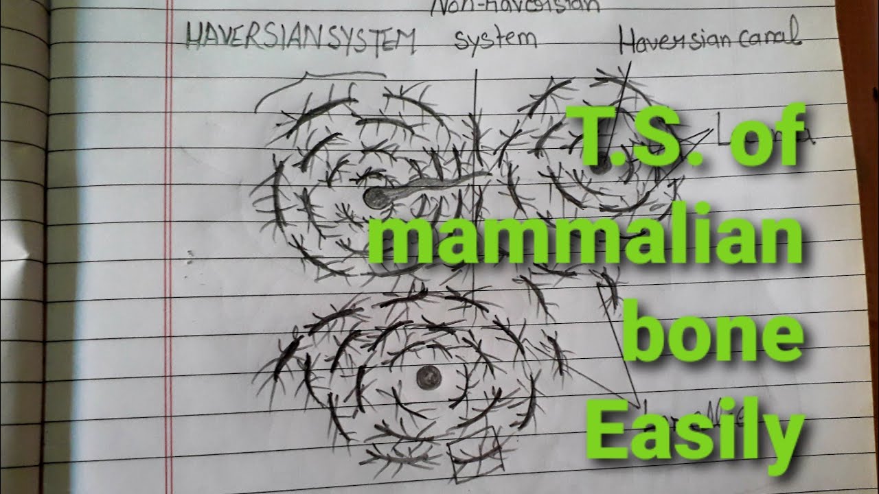 How to draw T.S.of mammalian bone diagram very easy way step by step ...