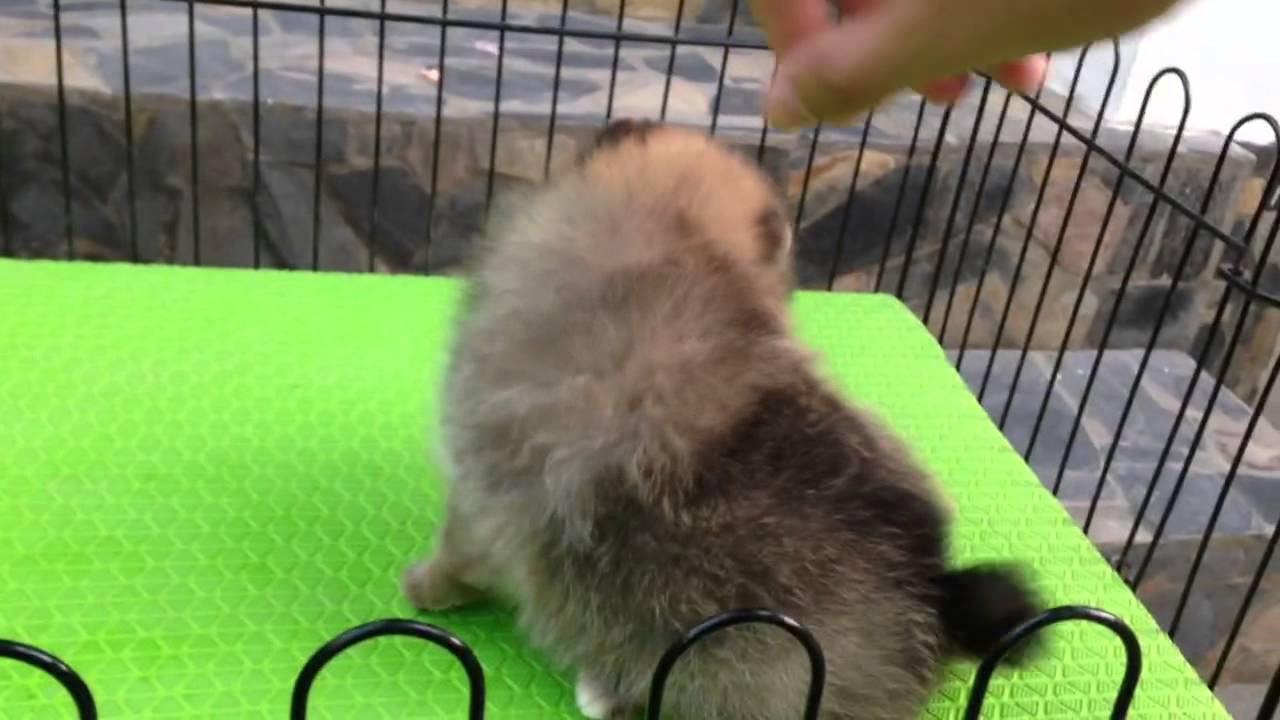 Pomeranain ปอมเมอเรเนียน (The Greasy Dog Kennel) G-210 female / tel 085 ...