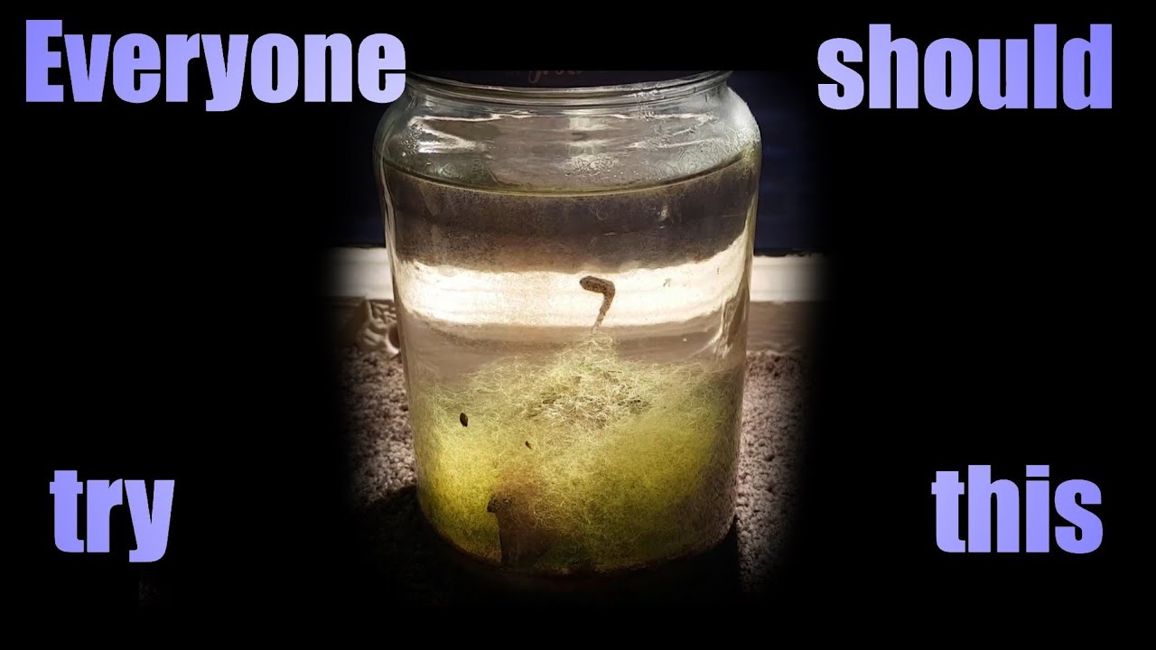 How to make a successful DIY closed ecosystem/ecosphere - YouTube