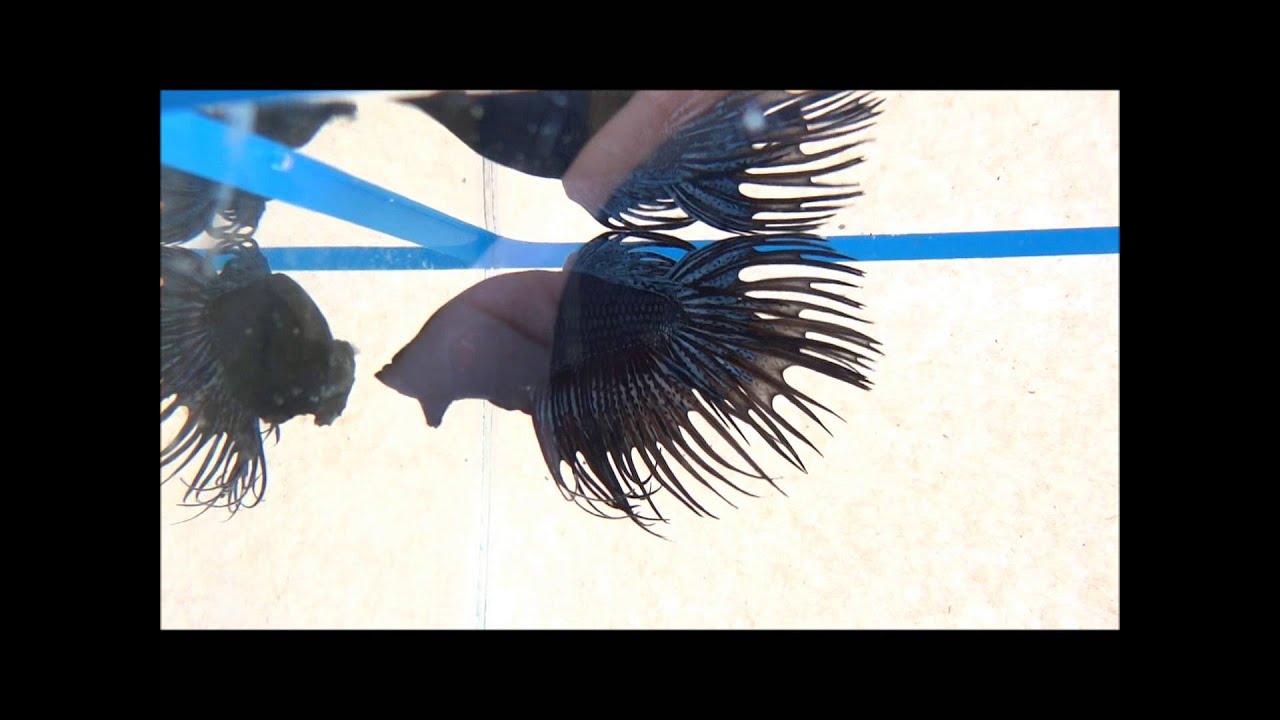 Betta Blue Lace Crowntail - YouTube