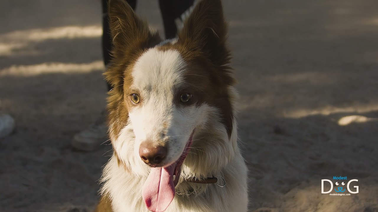 Modest Dog - Coaches - Entrenadores Caninos - Adiestrador Canino en ...