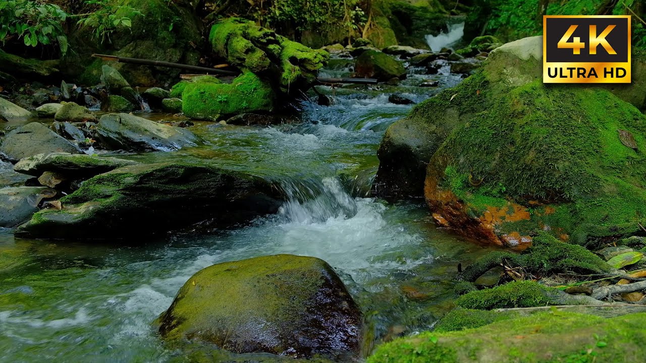 Relaxing Forest Stream in 4K Ultra HD - YouTube