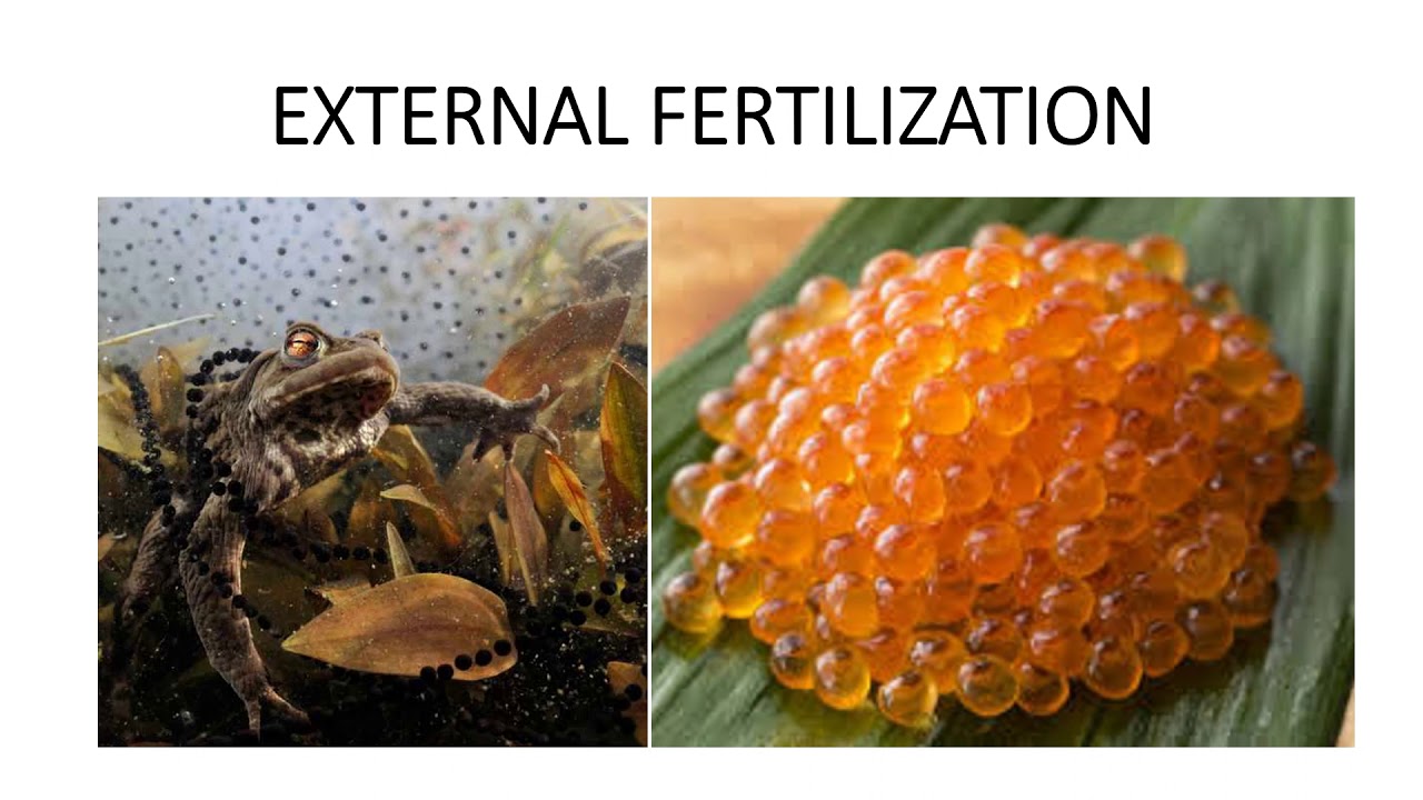 ANIMAL REPRODUCTION, SCIENCE VIDEO #5 FOR SIXTH GRADE, FIRST TRIMESTER ...