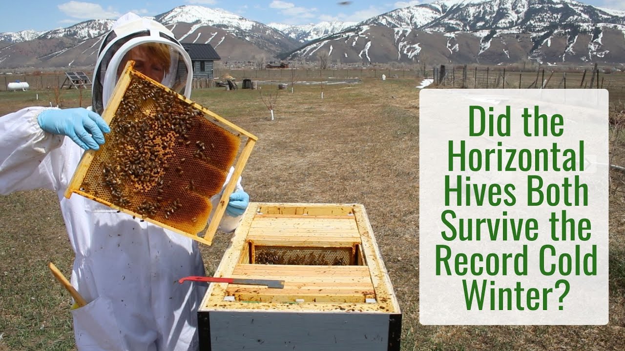 Did the Horizontal Hives Both Survive the Record Long & Cold Winter ...
