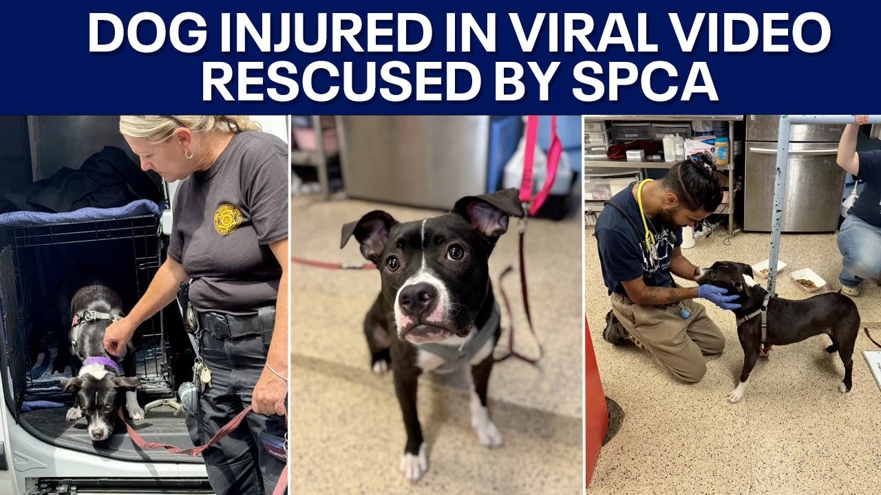 Dog hurt in heartbreaking viral video rescued - YouTube