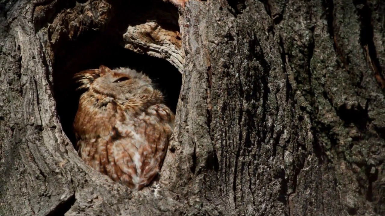 The Many Faces of Mr Whoo are you HD 1080p - YouTube