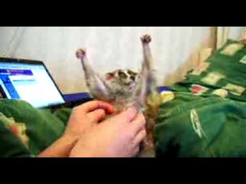Funny Slow Loris Scratching . Arms up boy !