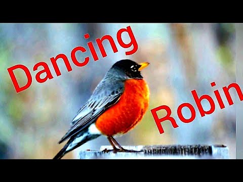 American Robin Dancing - YouTube