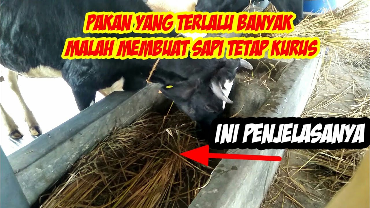 cara memperbaiki sapi yang kurus part 3 || manajemen pakan dan ...
