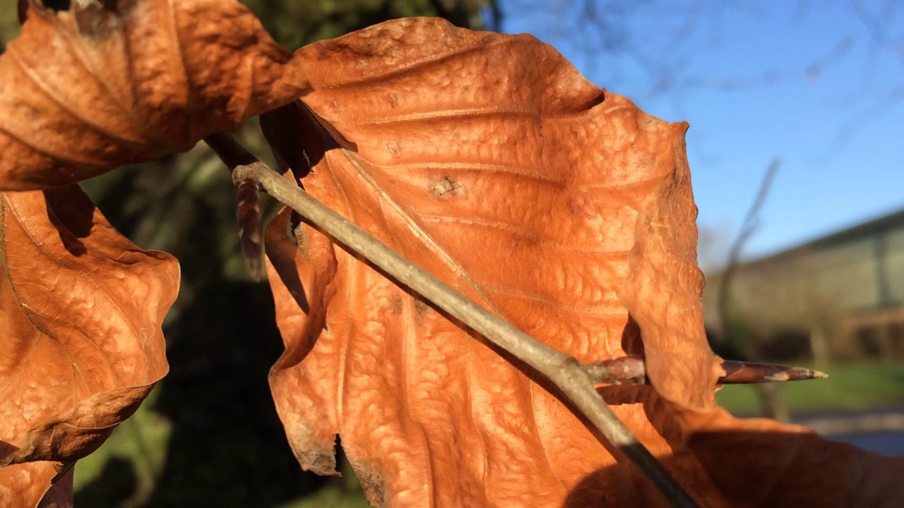 Common Beech (Fagus sylvatica) - marcescent leaves close up - January ...