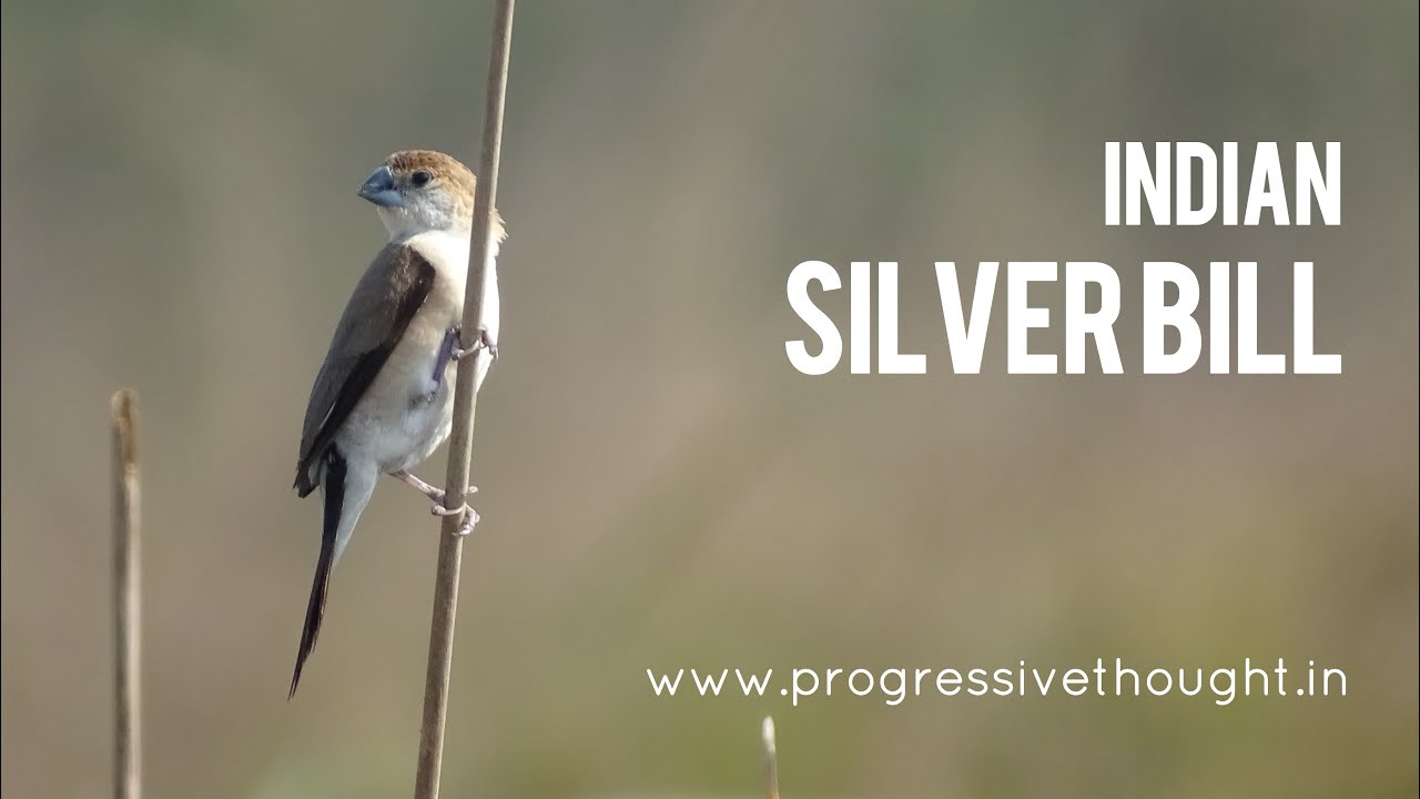 Indian Silverbill (White-throated Munia) | Indian birds video ...