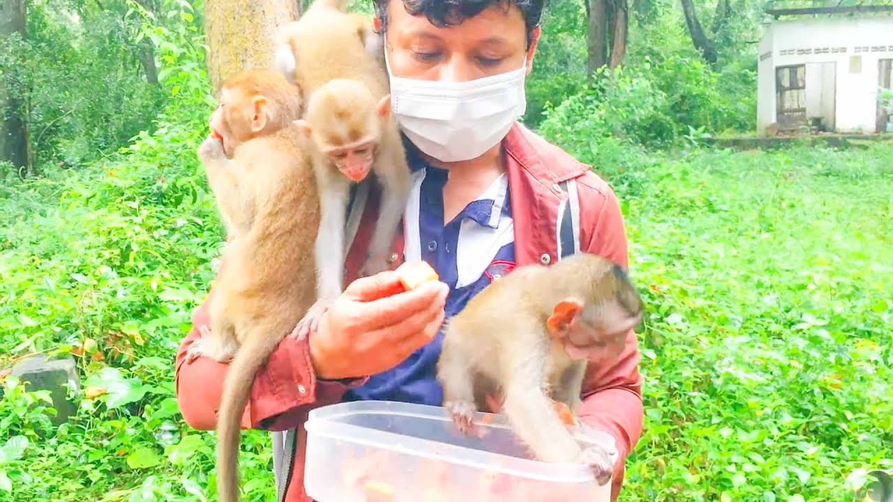 We've been taking care of monkeys for a long time - YouTube