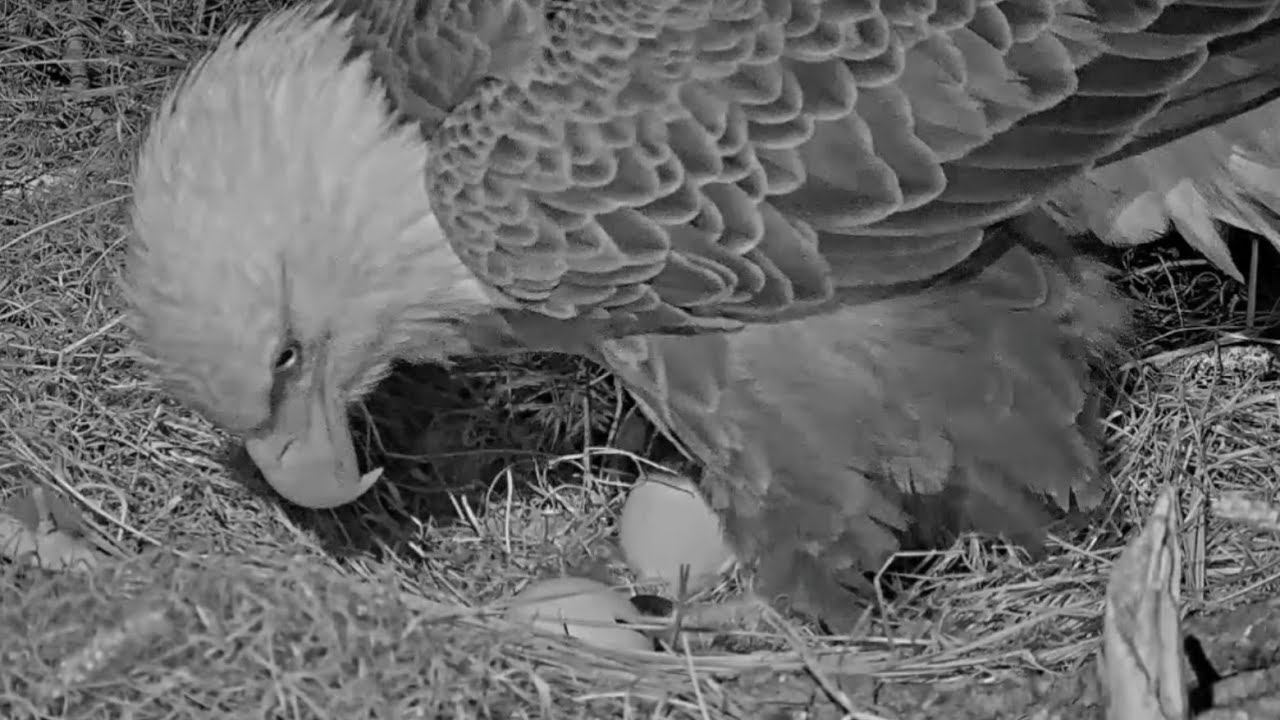 🦅 Gabrielle lay second egg of the Season | NEFL Bald Eagle | Dec 13, 2024 - YouTube