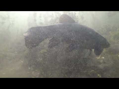 Tench (Tinca Tinca) - Underwater Camera