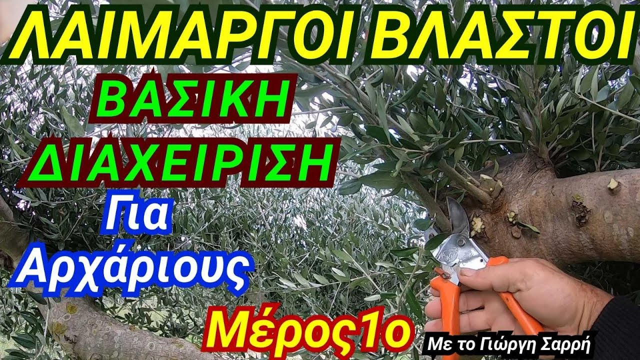 ΣΕΜΙΝΑΡΙΑΚΟ-Λαιμαργοι της ελιάς- Μερος 1ο- Πώς κάνουμε βασική ...