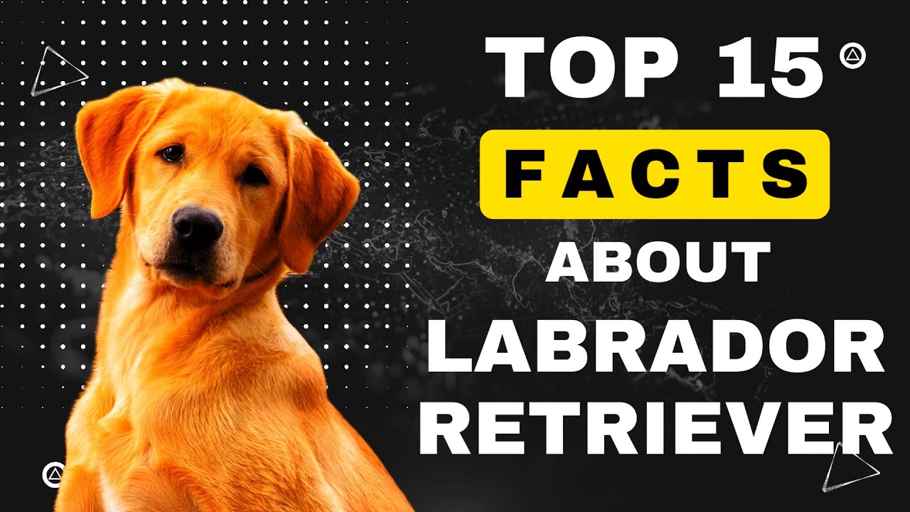 Top 10 Facts About Labrador Retrievers | Tim's Adventures - YouTube