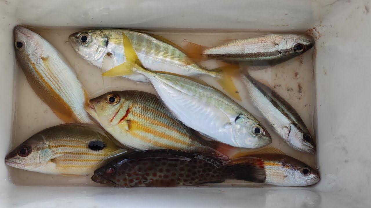 fishing episode 5.Memancing di tepi pantai likas sicc. - YouTube