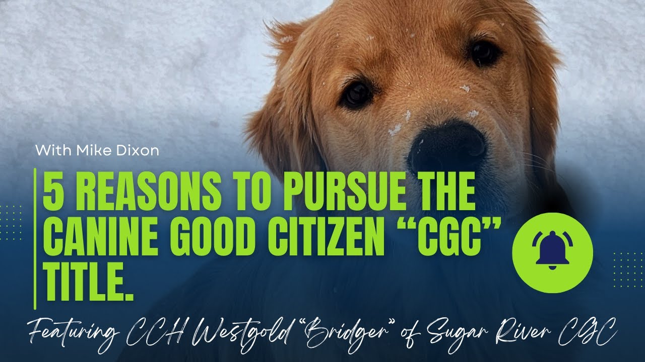 5 Reasons to Pursue the Canine Good Citizen (CGC) Title for Your Dog ...