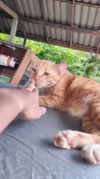 น้องชื่อทอง แมวส้มจอมมึน #cat #cats #catlover #catvideos #catlovers # ...