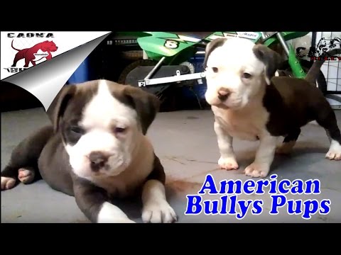 American Bully Puppies Caona Bullys Alpha Litter - Breeding Clean ...