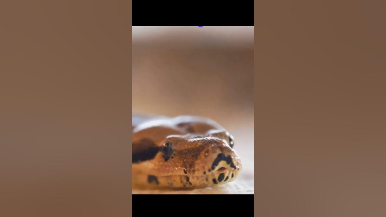 the python entered the house and attacked the chicken. #shorts #python ...