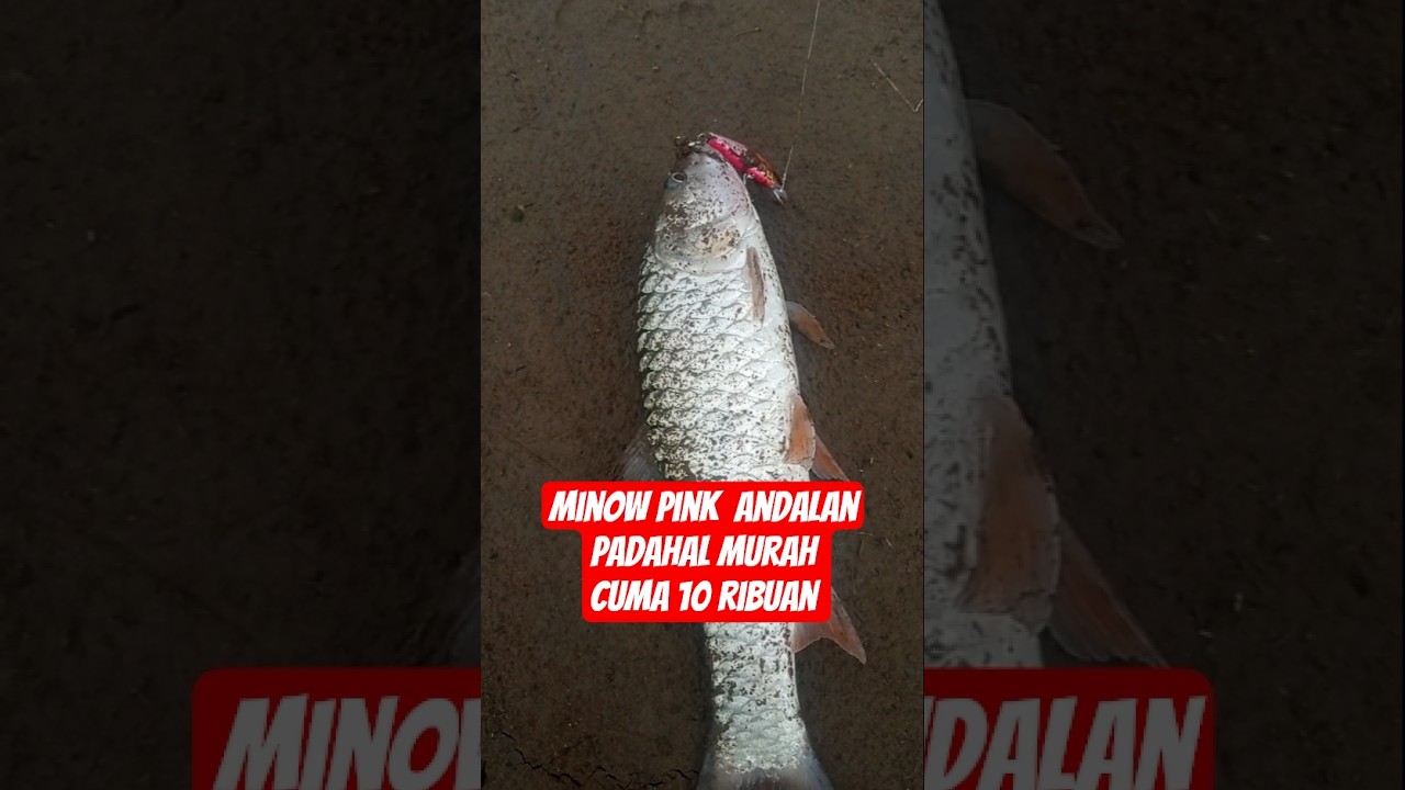hampala sukanya minow warna pink #masukberandayoutube #fishing #mancing ...