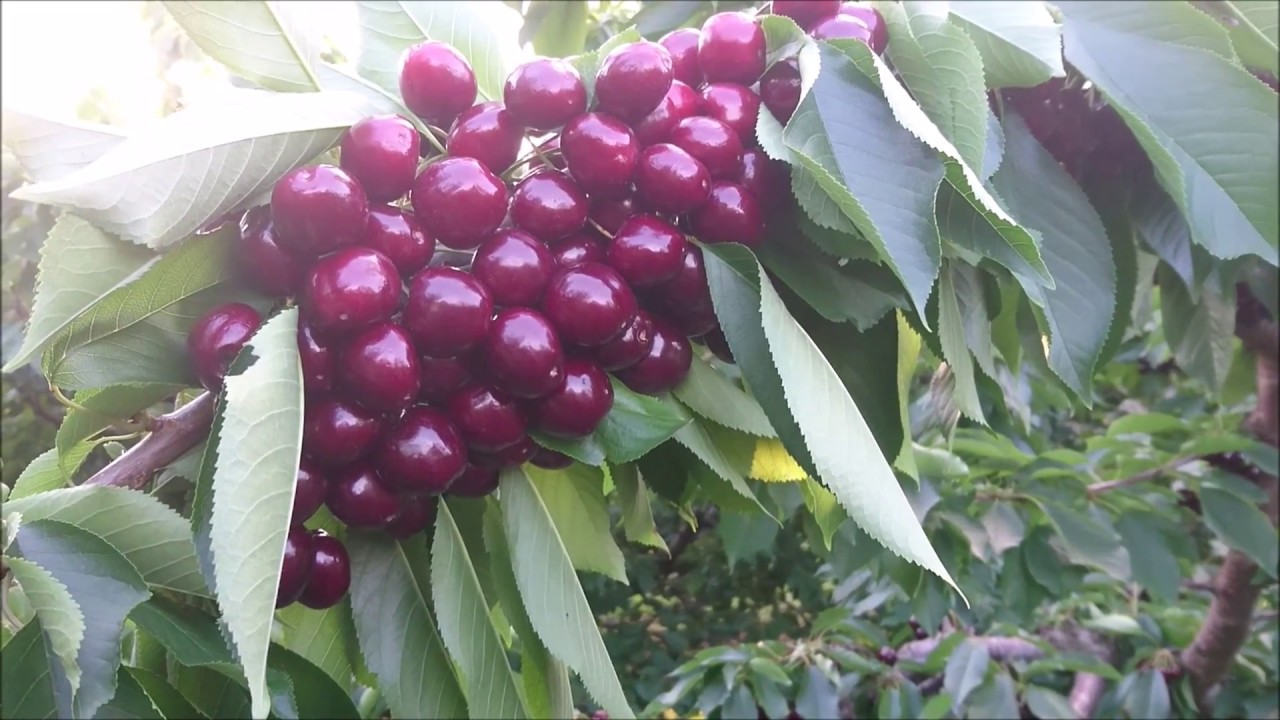 Lapins Cherries Harvest Season 2017 - YouTube