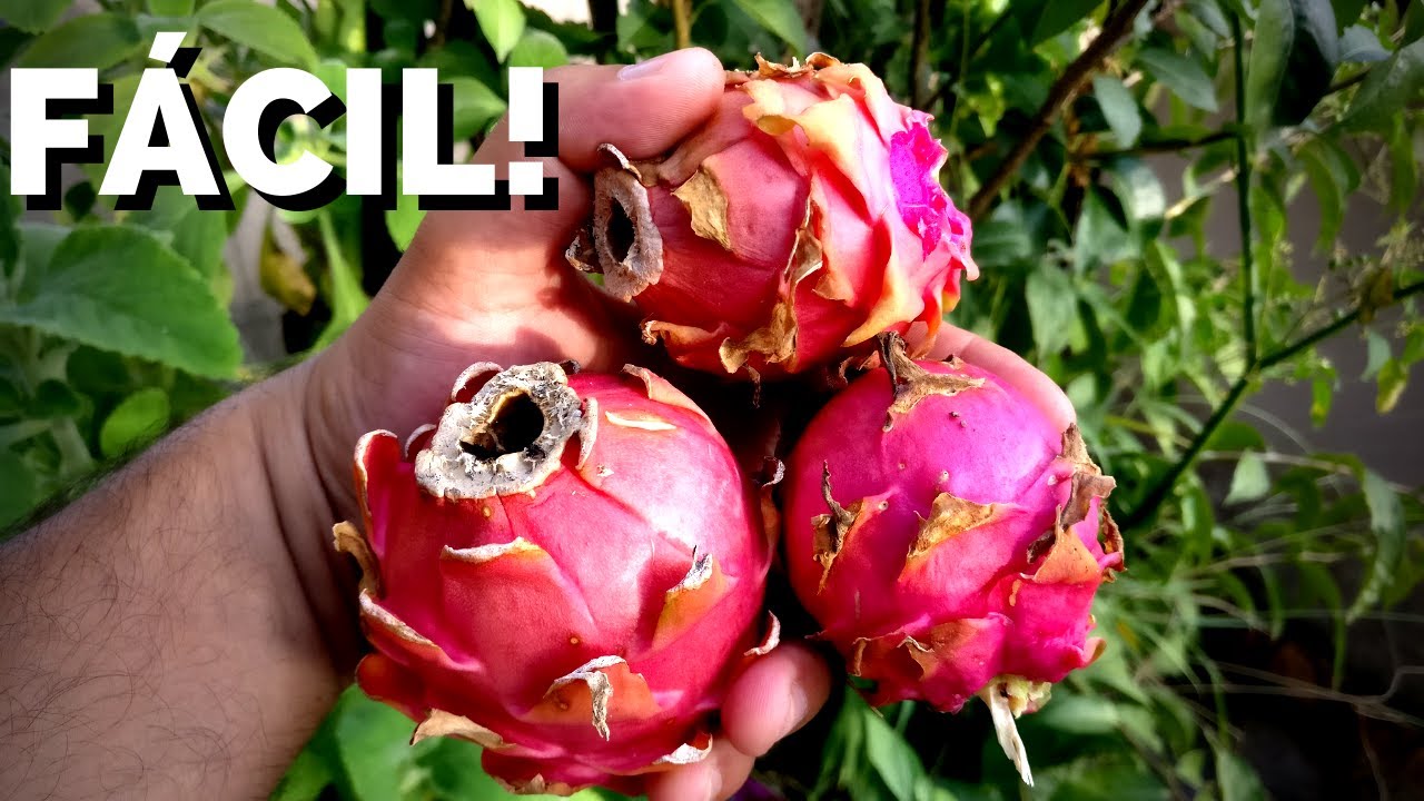 Como Saber a Cor da Pitaya pelo FRUTO e pelo BOTÃO floral - YouTube