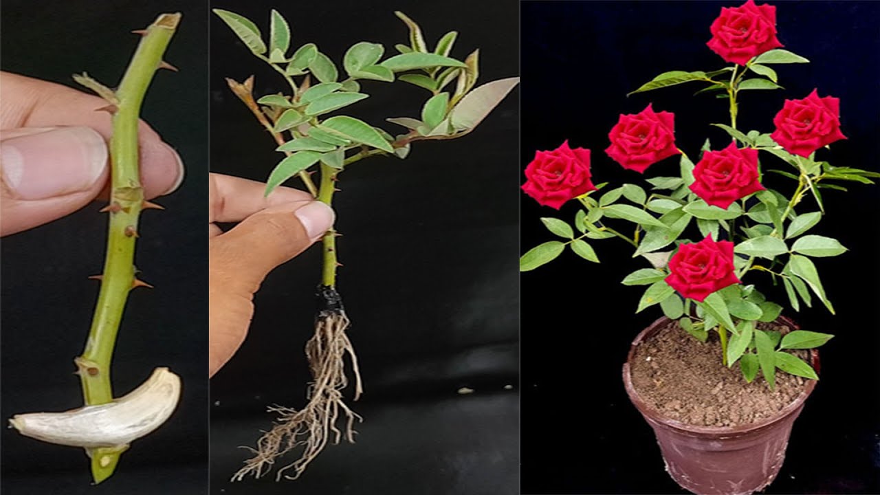 Easy way to grow rose cutting in sand | Stem cutting - YouTube