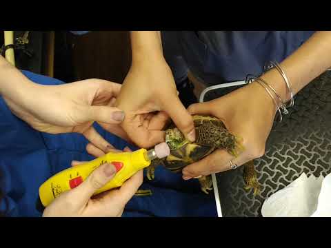 Students Trim Overgrown Beak of Our New Russian Tortoise - YouTube