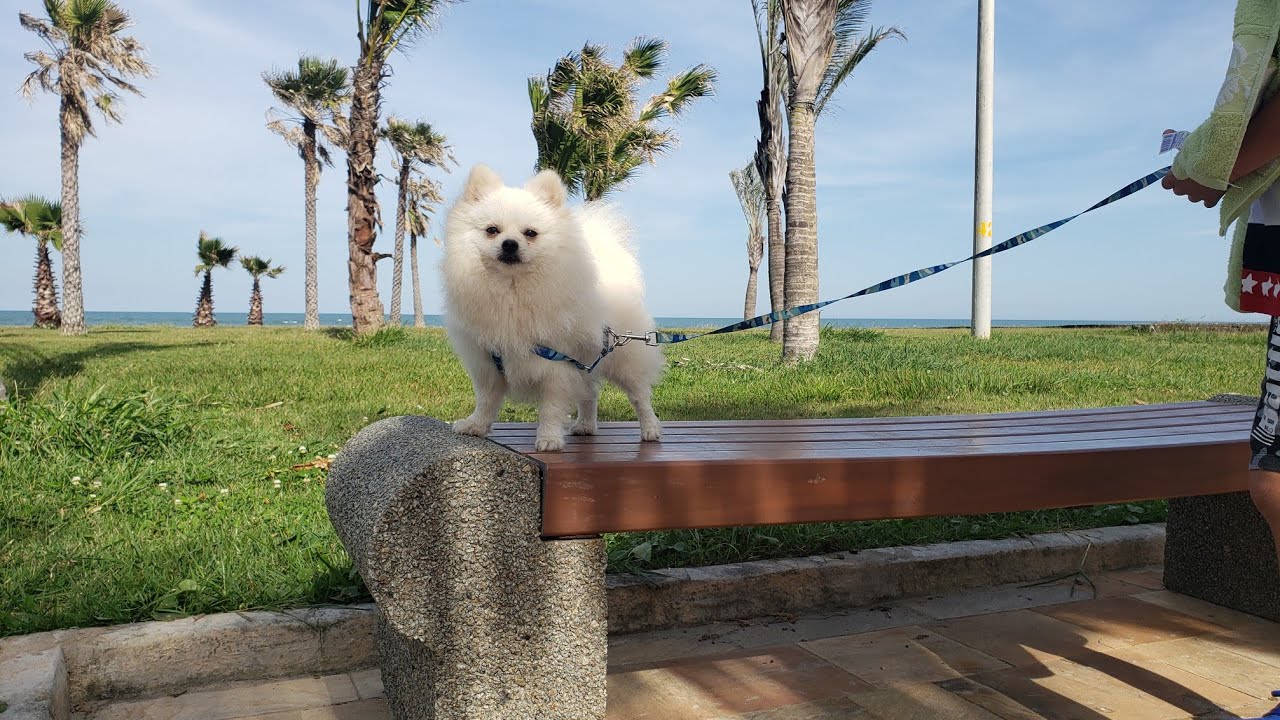 Fomos na praia pegar o Snow # Husk Siberiano - YouTube