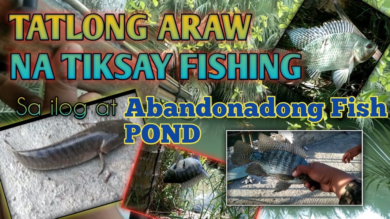 TATLONG ARAW NA TIKSAY FISHING SA ILOG AT SA ABANDONADONG FISH POND.. 🤙 ...
