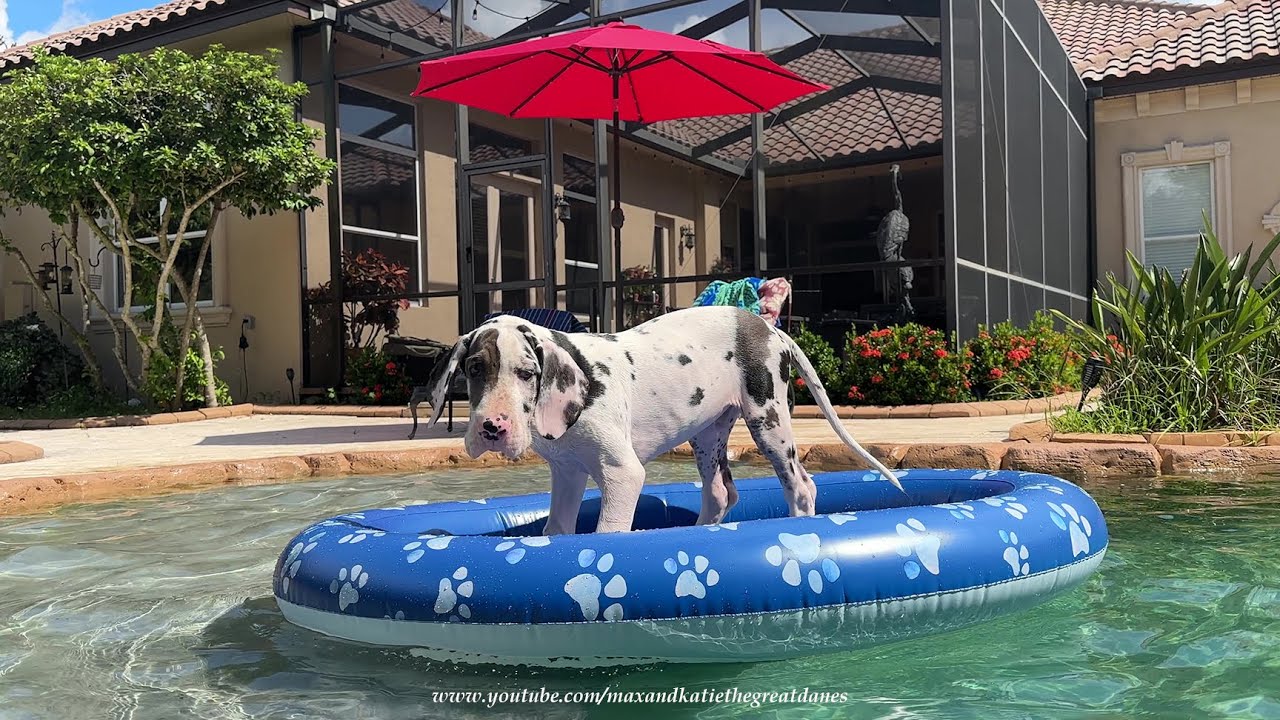 Great Dane Lifeguard Supervises Puppy's 1st Climb Into His Pool Floatie ...