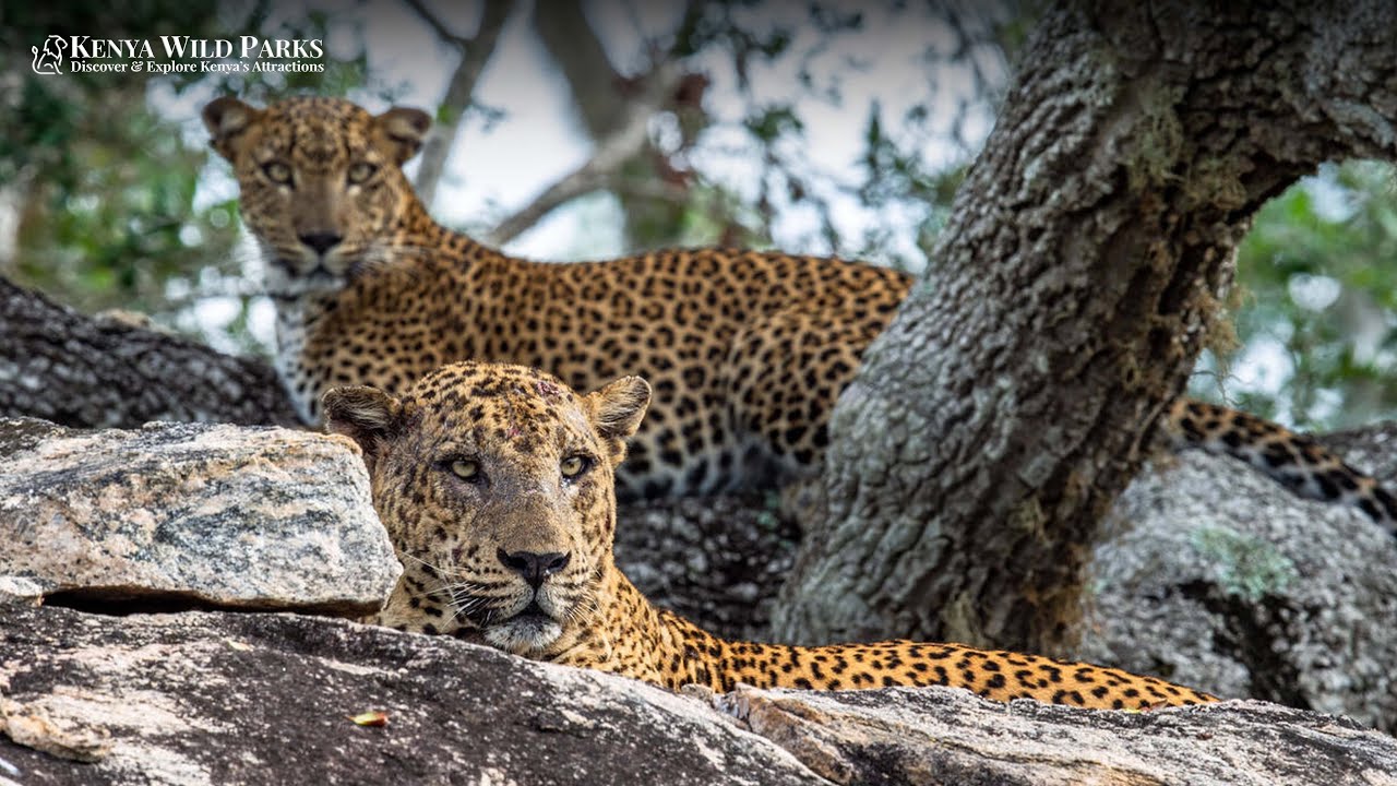 Indian Leopards vs African Leopards: A Fascinating Comparison of ...