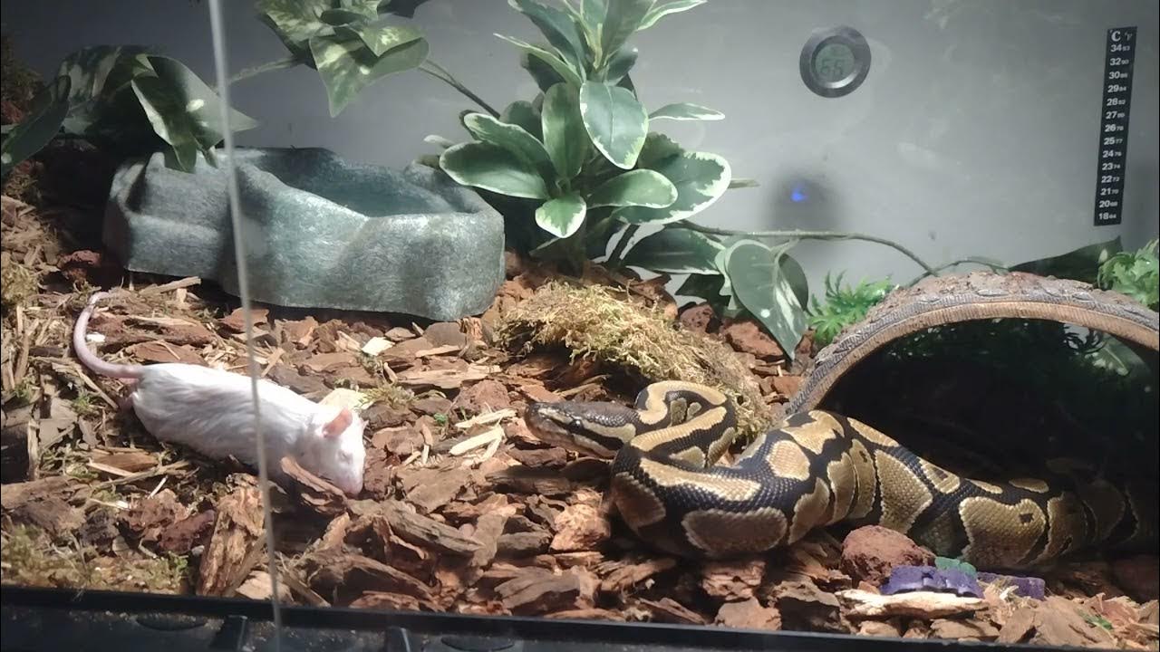 Extra aggressive ball python feeding - YouTube