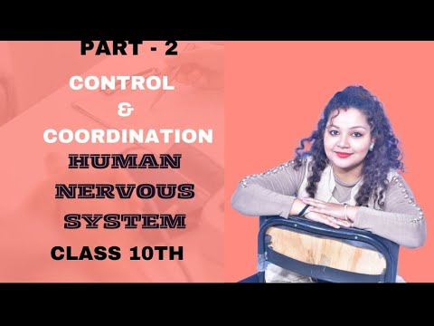 control & coordination class 10th||. Human nervous system|| - YouTube