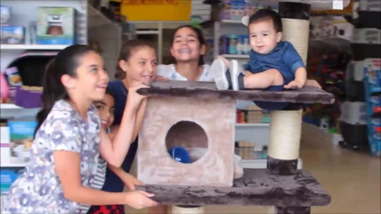 Conoce a American Pets - YouTube