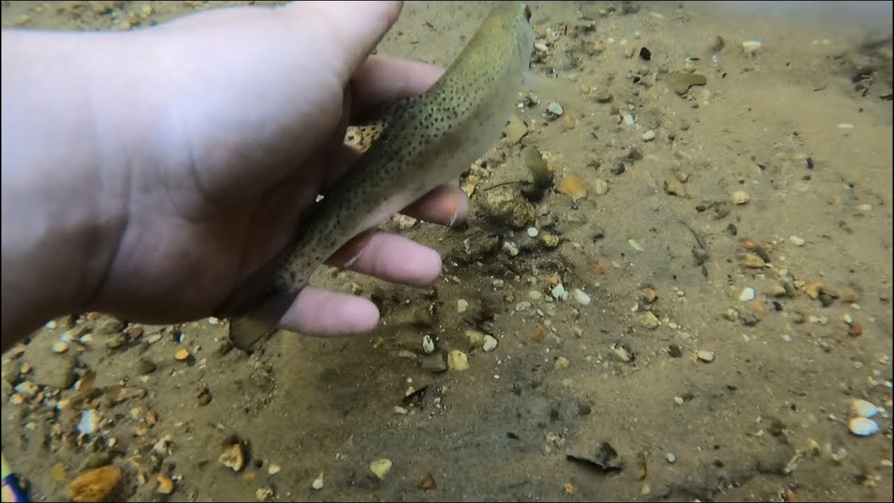 Trout fishing Northern Michigan. I found alien invaders! (Lamprey ...