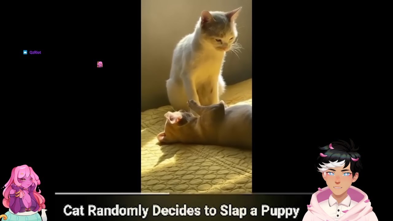 Cat randomly decides to slap a... - YouTube