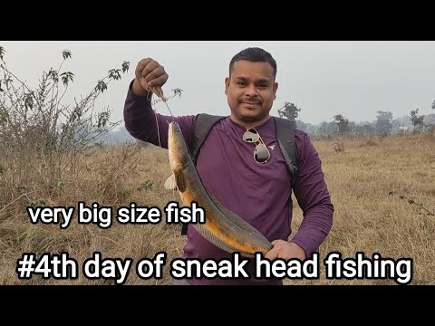 Amazing Fishing Murrel | Big murrel fish catching | Incredible Fishing ...
