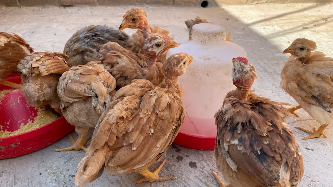 El tamaño que debe tener tu pollito en el día 40 de vida - YouTube