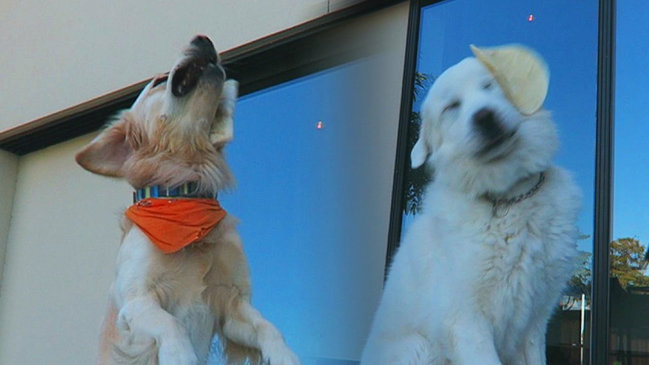 THESE DOGS CAN'T CATCH! (Super Cooper Sunday #74) - YouTube