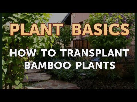 How to Transplant Bamboo Plants - YouTube