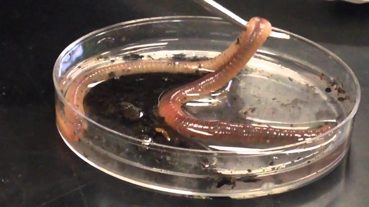 Video of earthworm external parts - YouTube