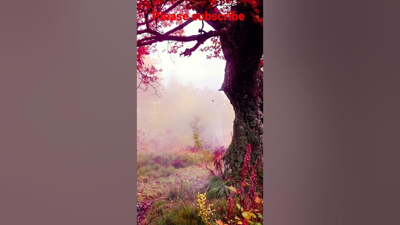 Autumn Tree Nature With Kannada Song trending shorts shortsvideo viral youtubeshorts short autumn-tree-nature-with-kannada-song-trending-shorts-shortsvideo-viral-youtubeshorts-short
